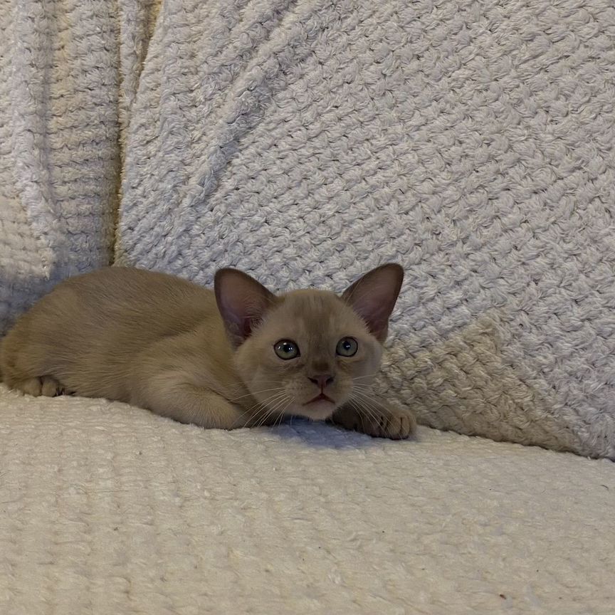 Бурманские котята