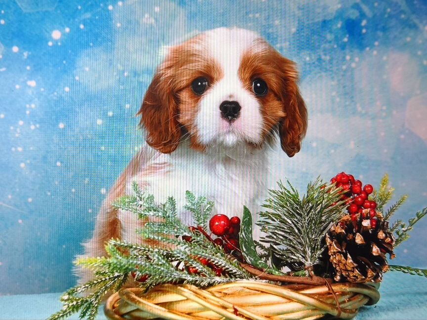 Кавалер Кинг Чарльз спаниель супер девочка