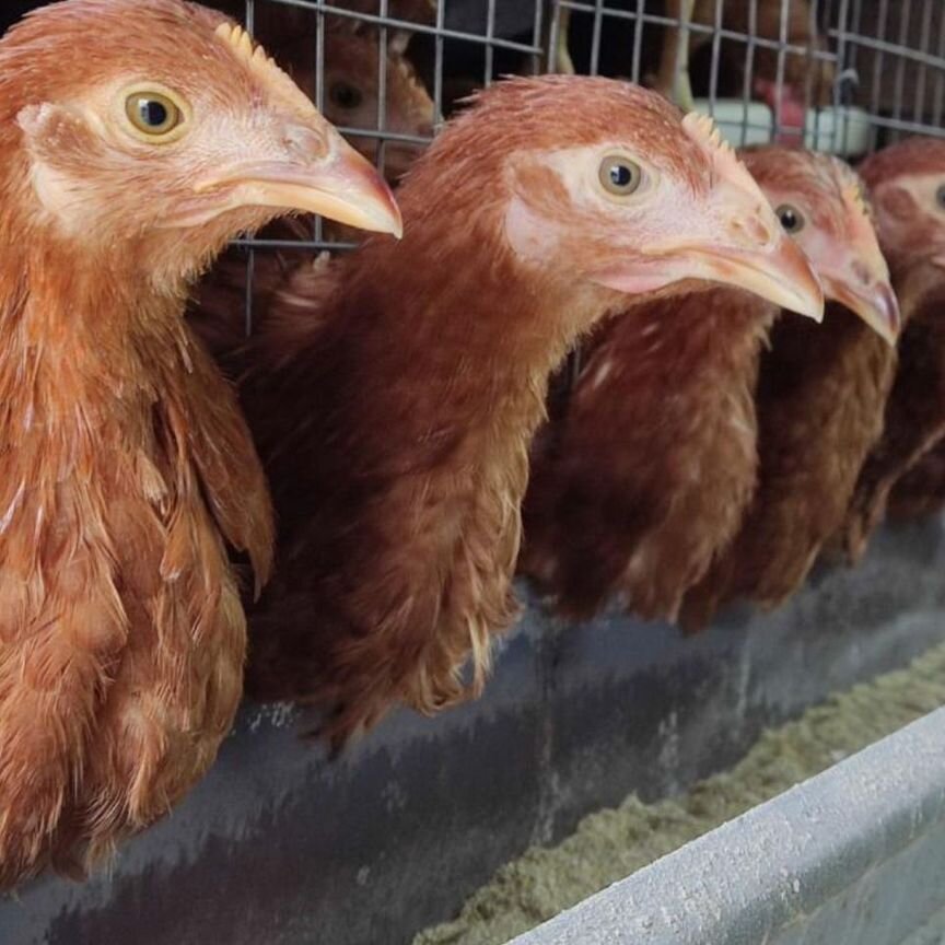 Куры молодки несушки