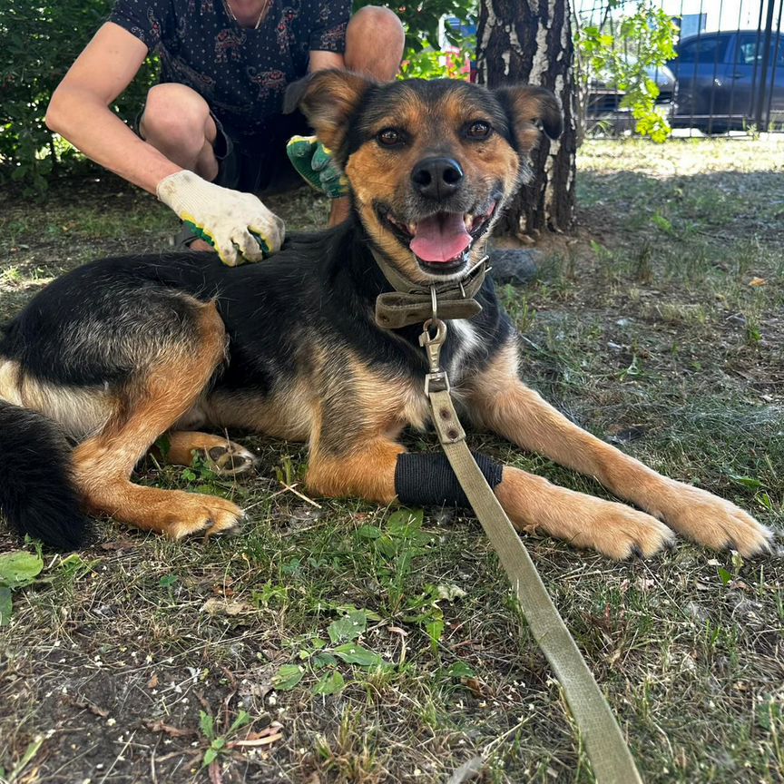 Ищем семью для Черныша