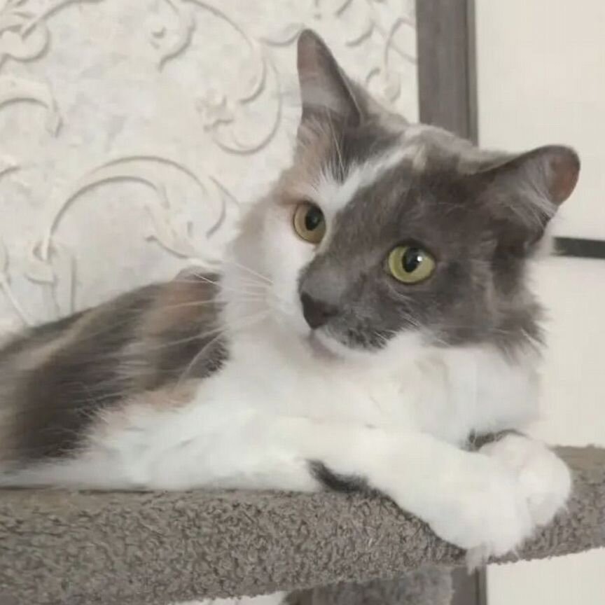 Взрослая, кошка в добрые руки