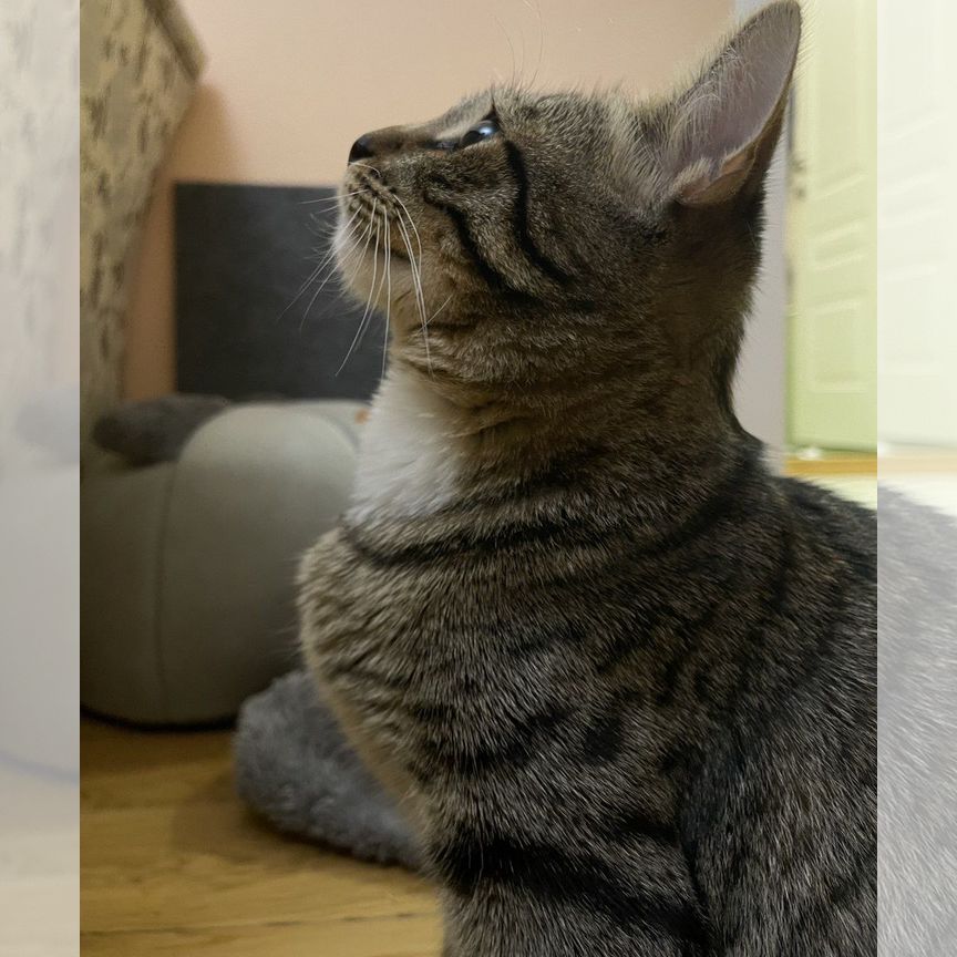 Котик