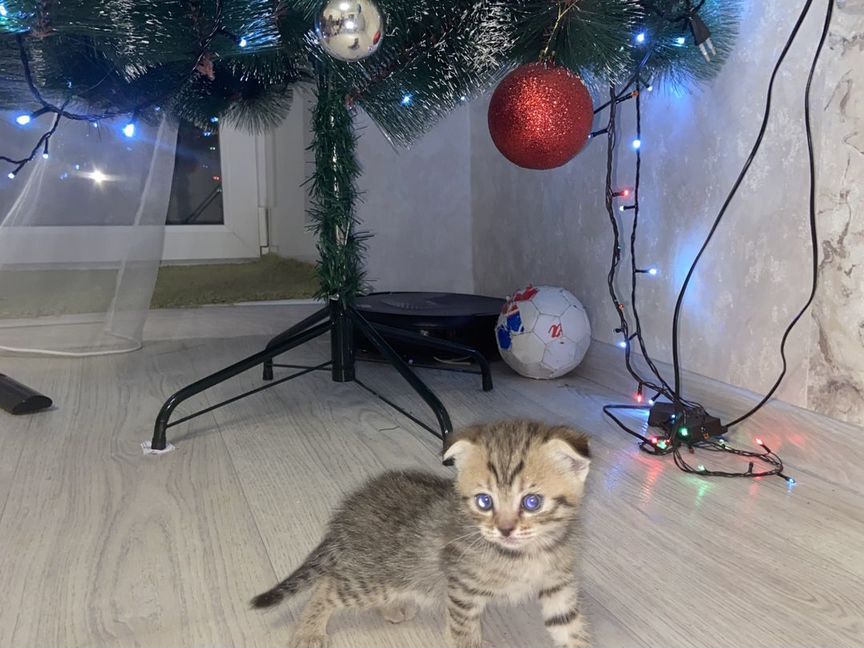 Шотландские котята