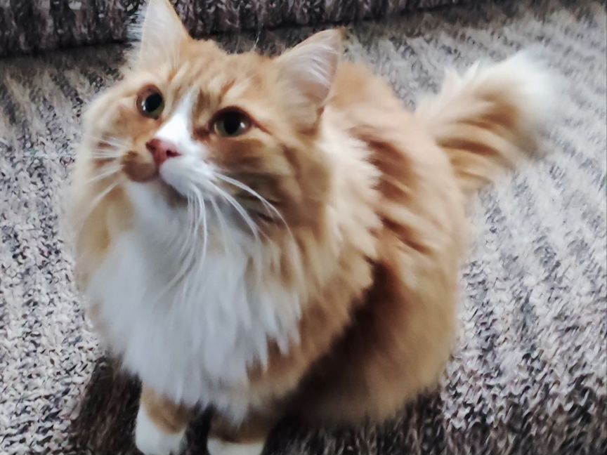 Молодой котик в добрые руки