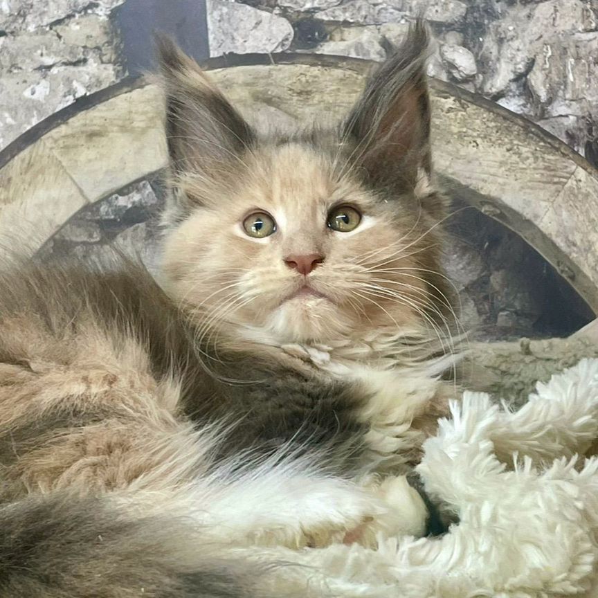 Мейн-кун кошечка