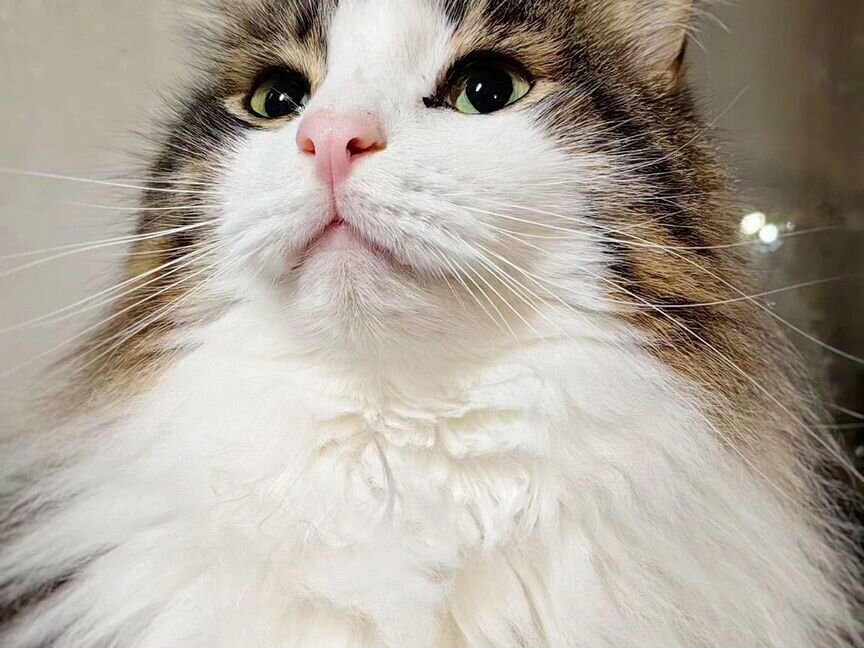 Котик Бакс в добрые руки