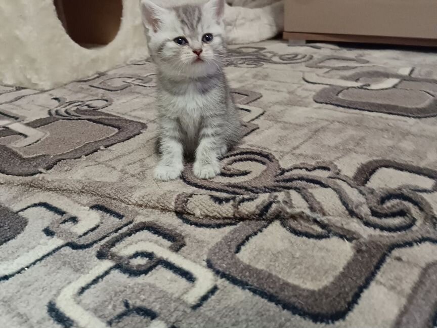 Котята британская шиншилла