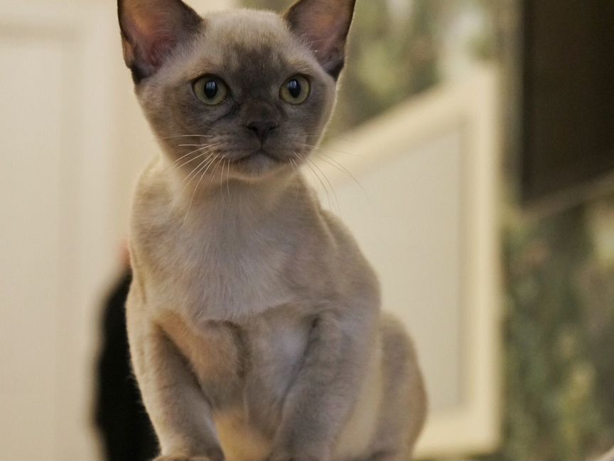 Бурманский котенок