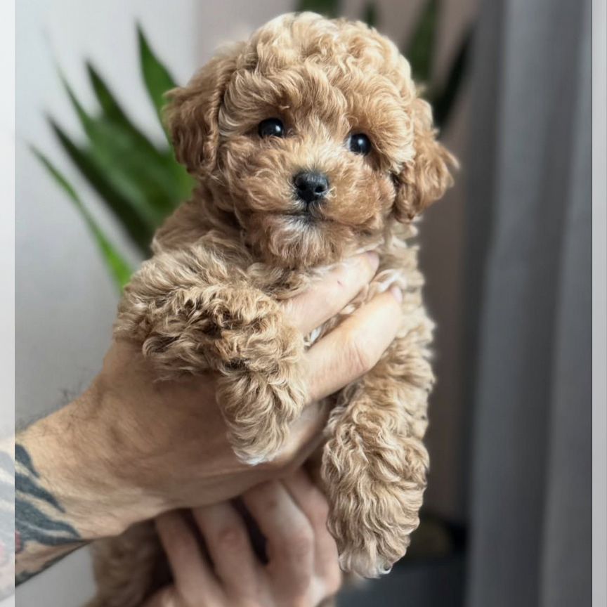 Мальтипу, щенок