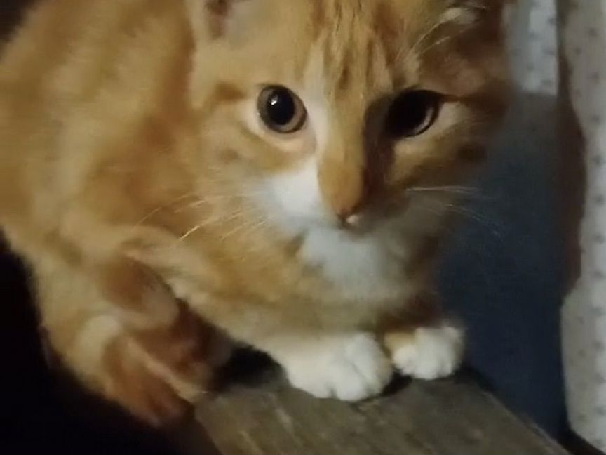 Котенок 2.5 месяца ласковая принцесса