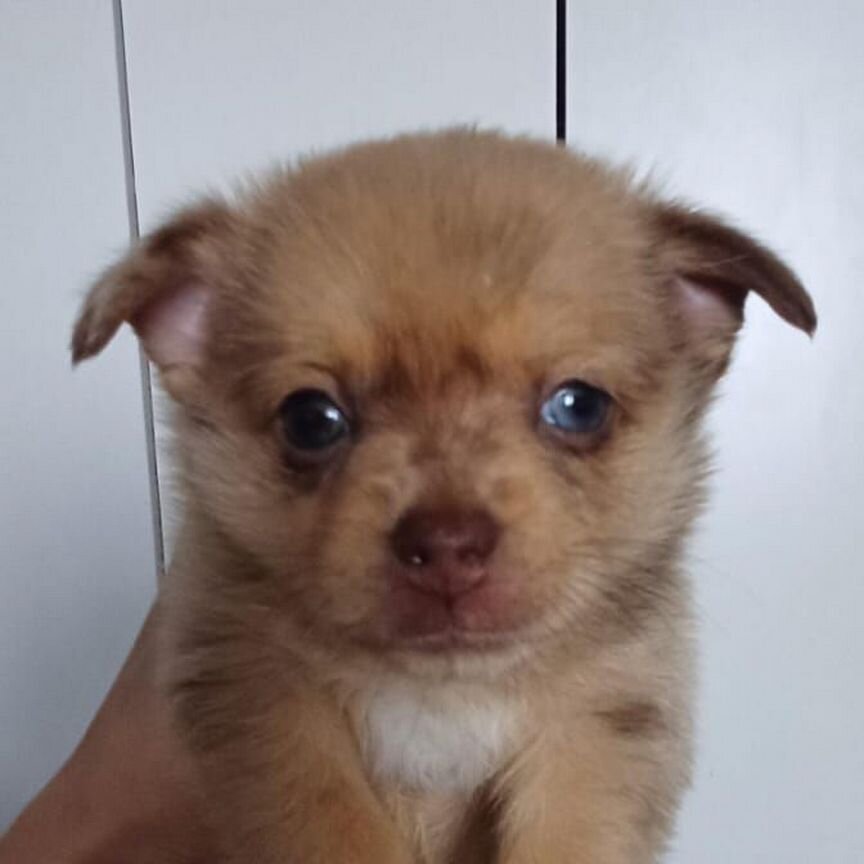 Чихуахуа мини