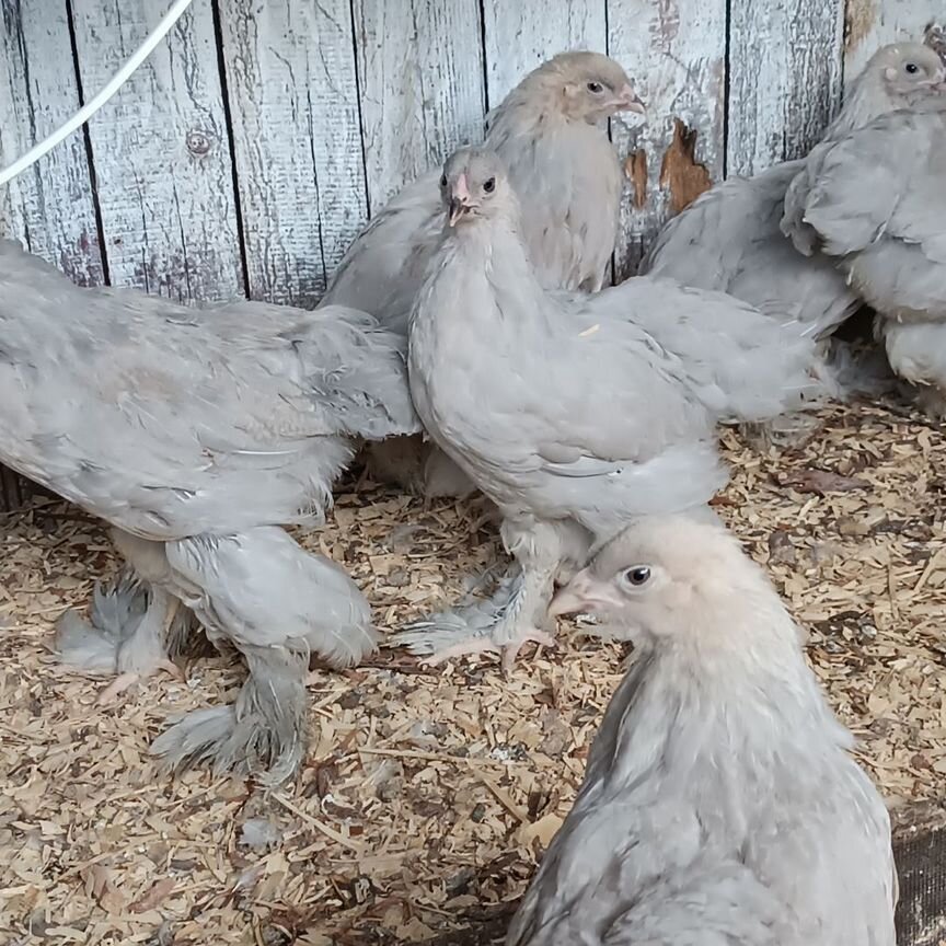 Курочки брама Изабелла 1 месяц