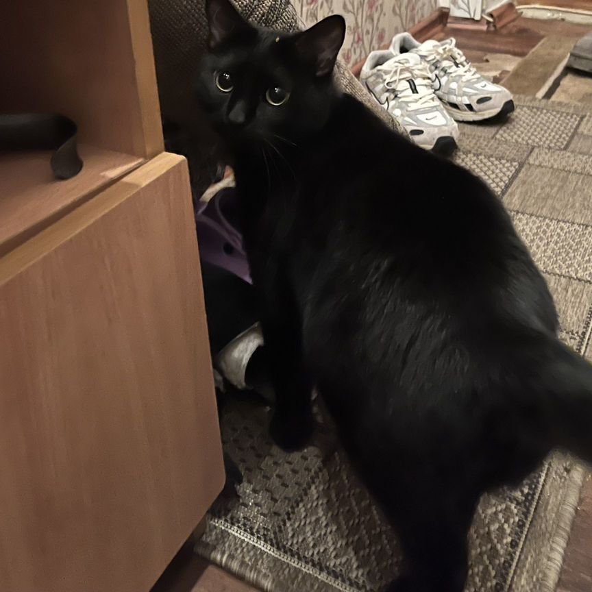 Взрослый кот в добрые руки