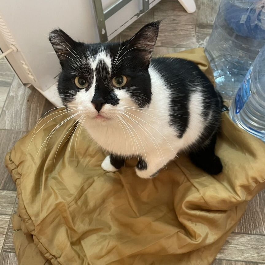 Отдалим в хорошие руки