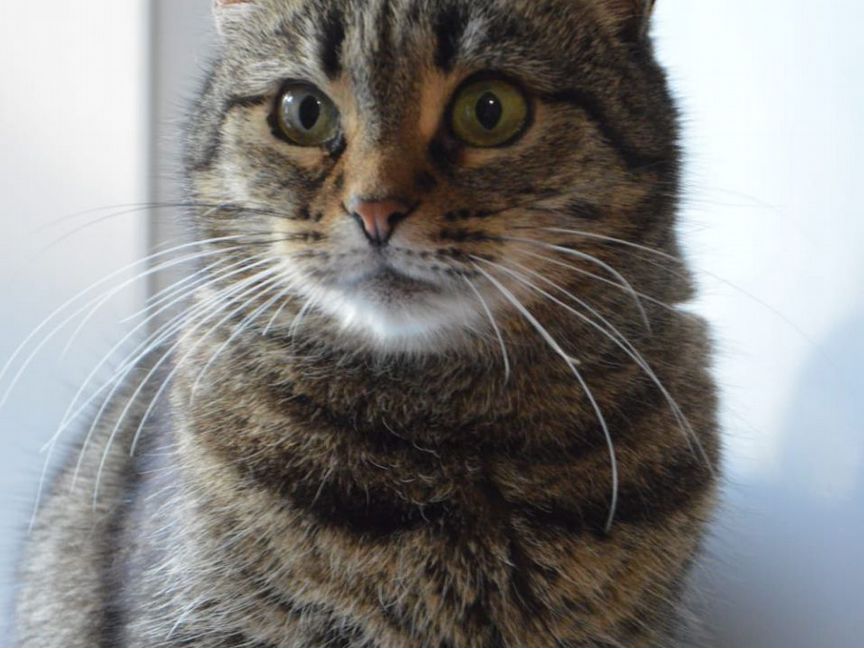 Кошку в добрые руки