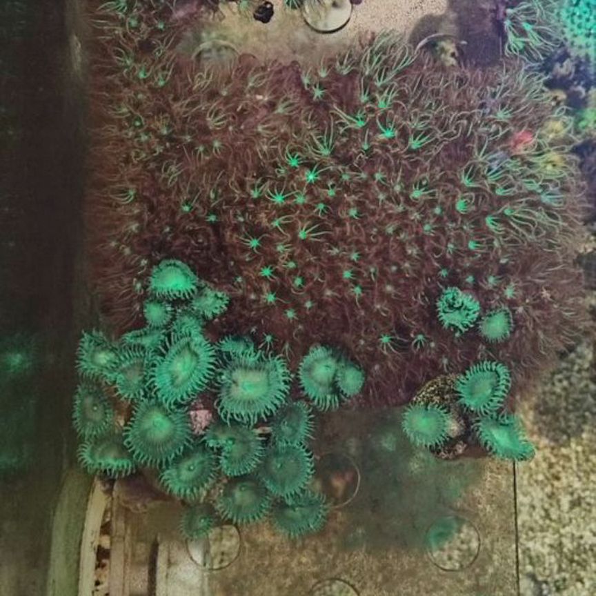 Клавулярия