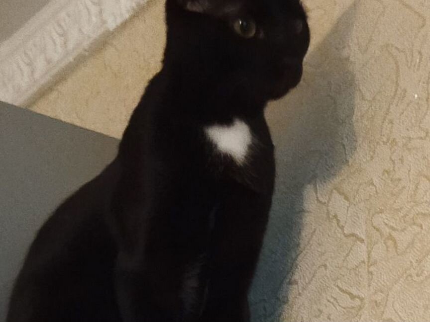 Котик в добрые руки