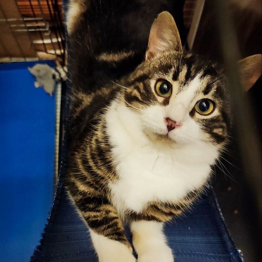 Дениска. Котенок мальчик в добрые руки