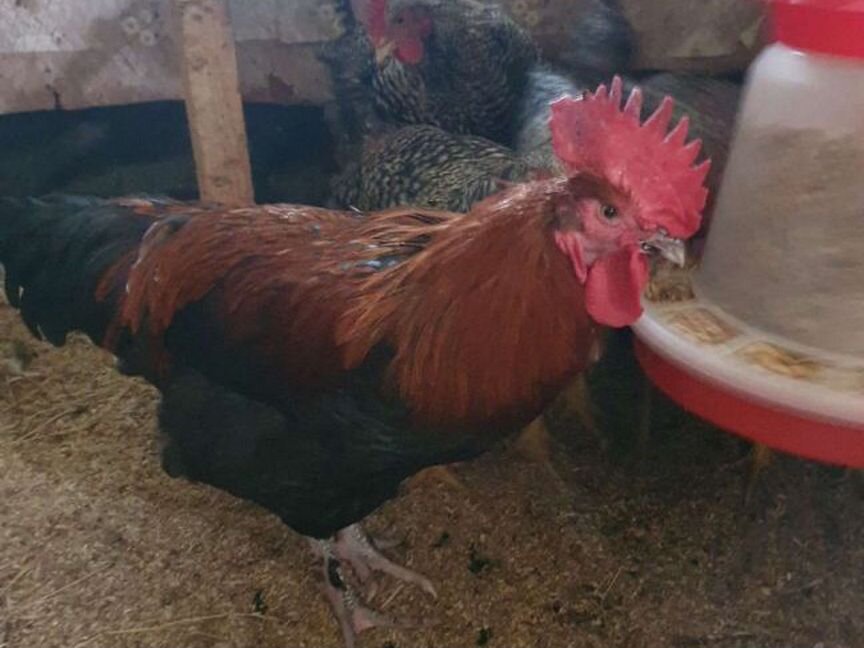 Навоз куриный