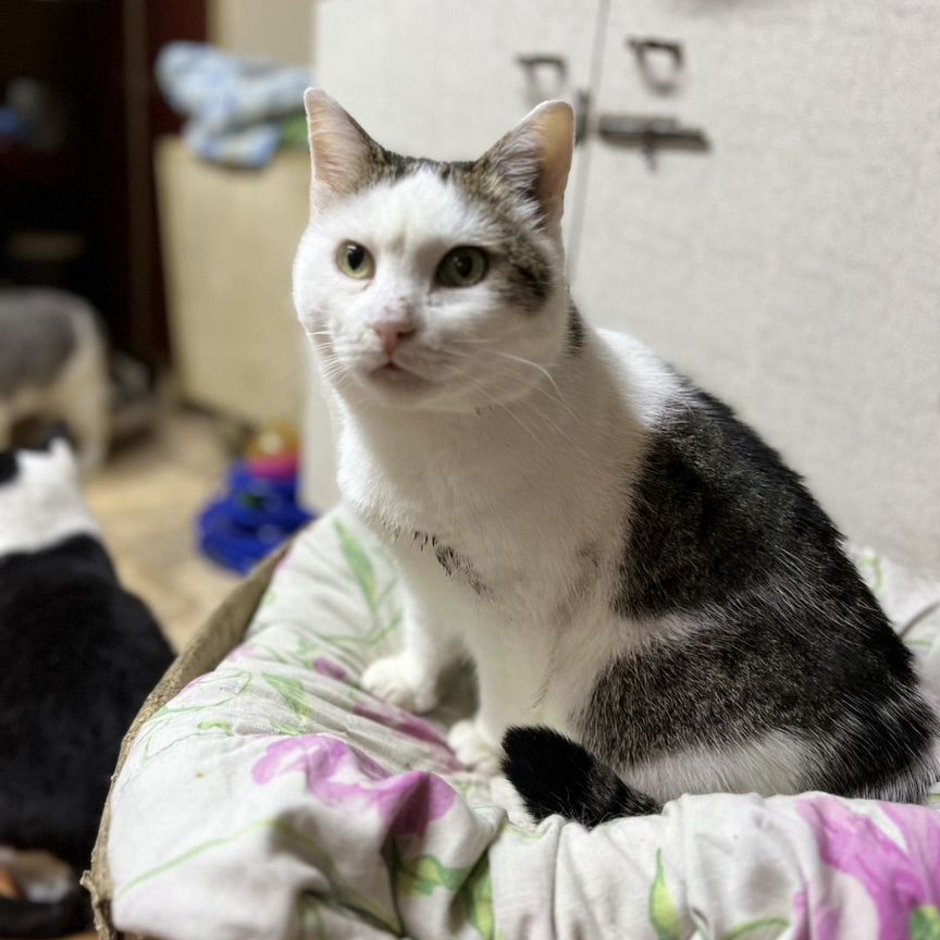 В добрые руки