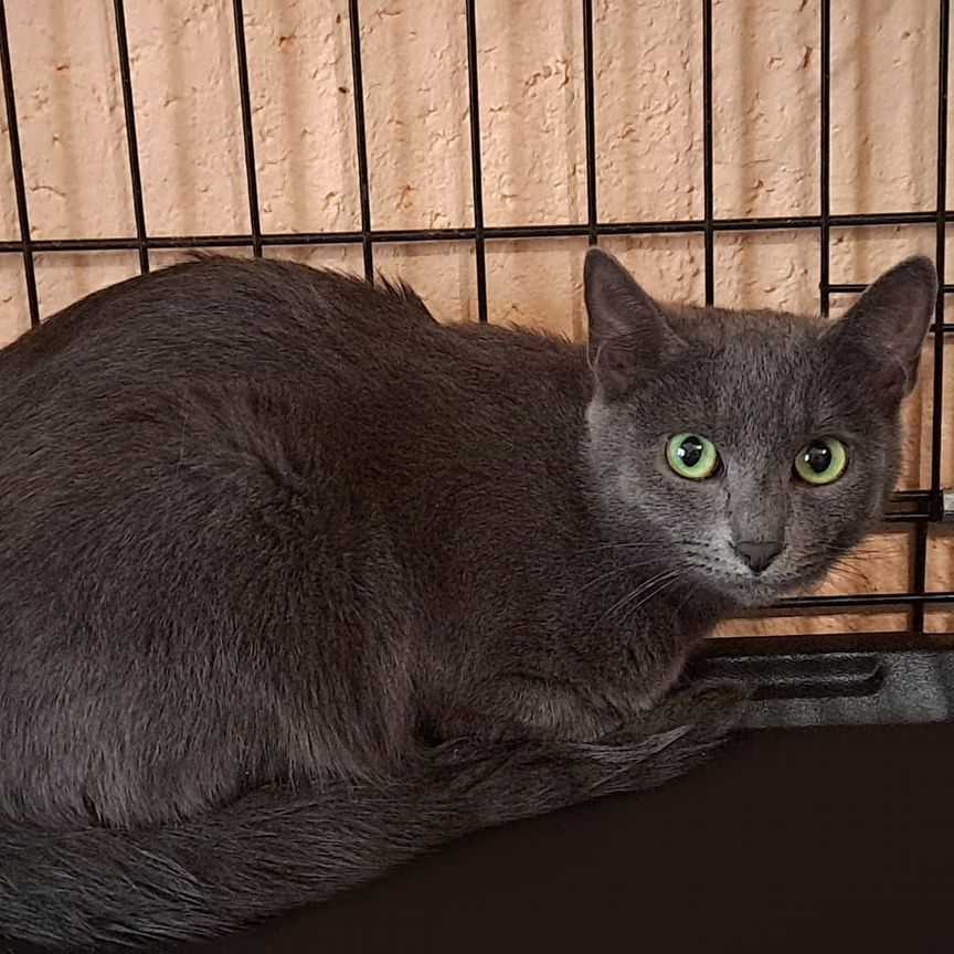 Кошечка около 1,5 лет стерилизована