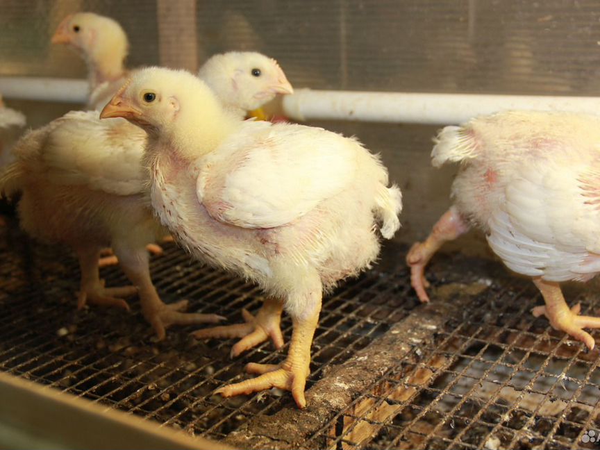 Цыплята бройлеры