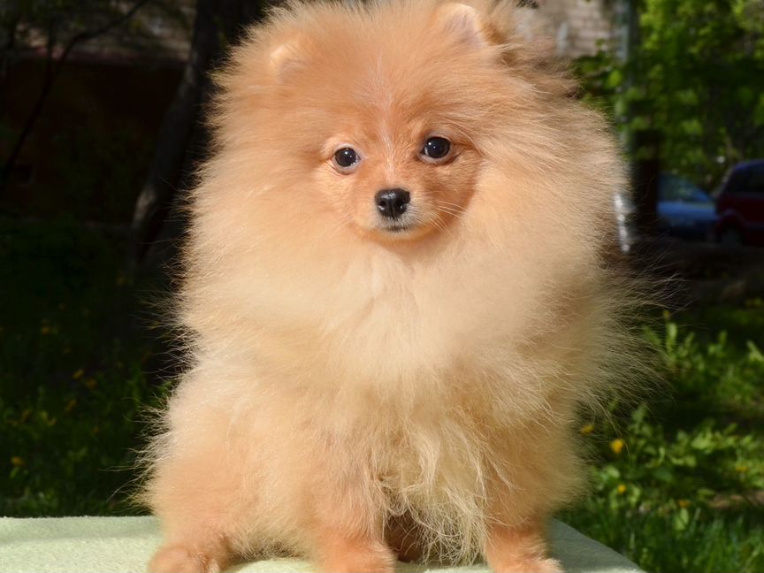 Щенки померанского шпица мальчики и девочки