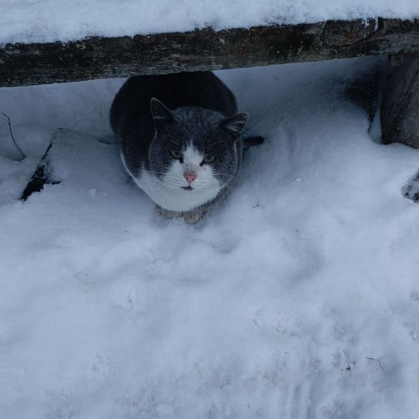 Кот погибает на улице