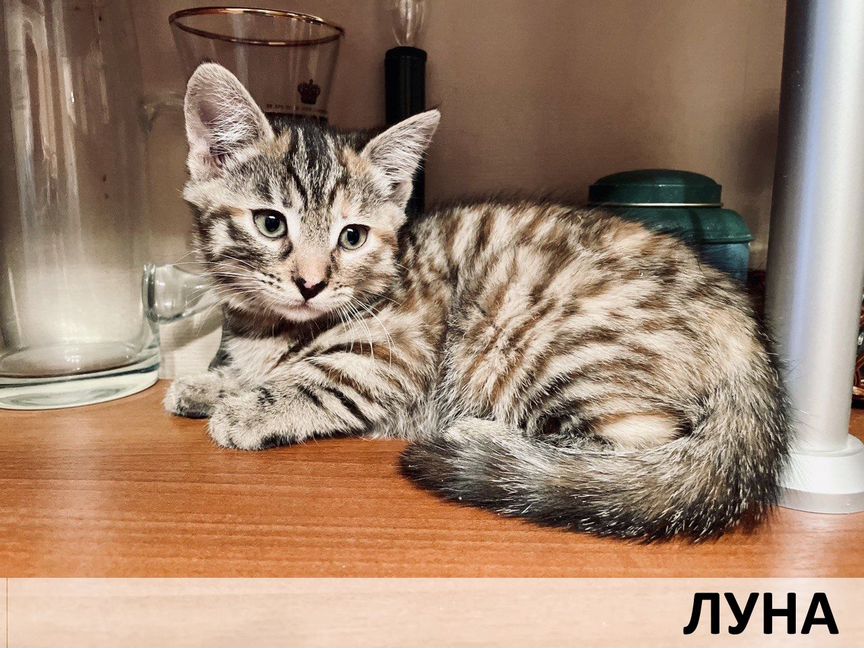 Ищу дом для трех волшебных котят