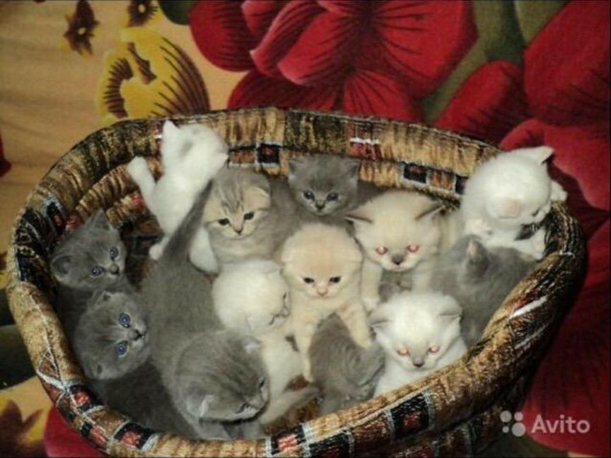 Котята шотландцы