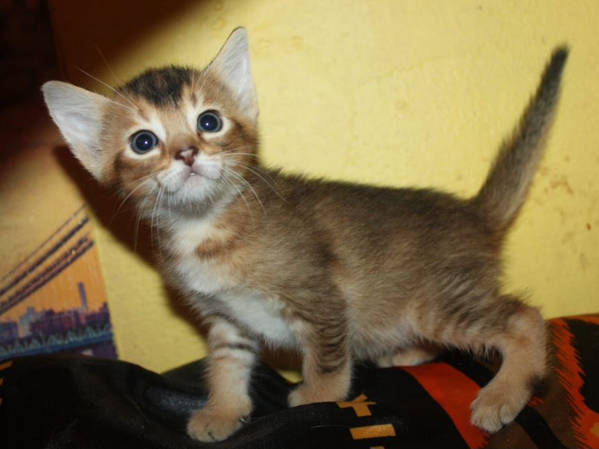 Котята - полуабиссята (мальчики)