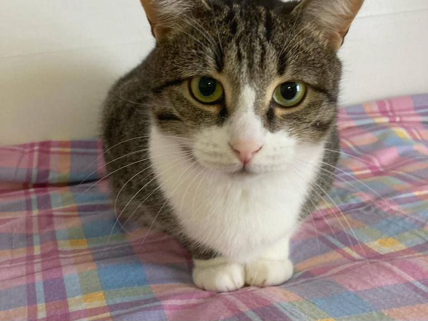 Котик из приюта ищет дом и семью бесплатно в дар