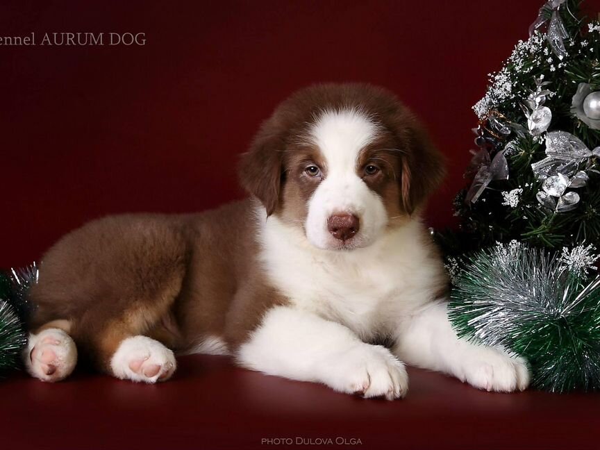 Австралийская овчарка аусси щенки