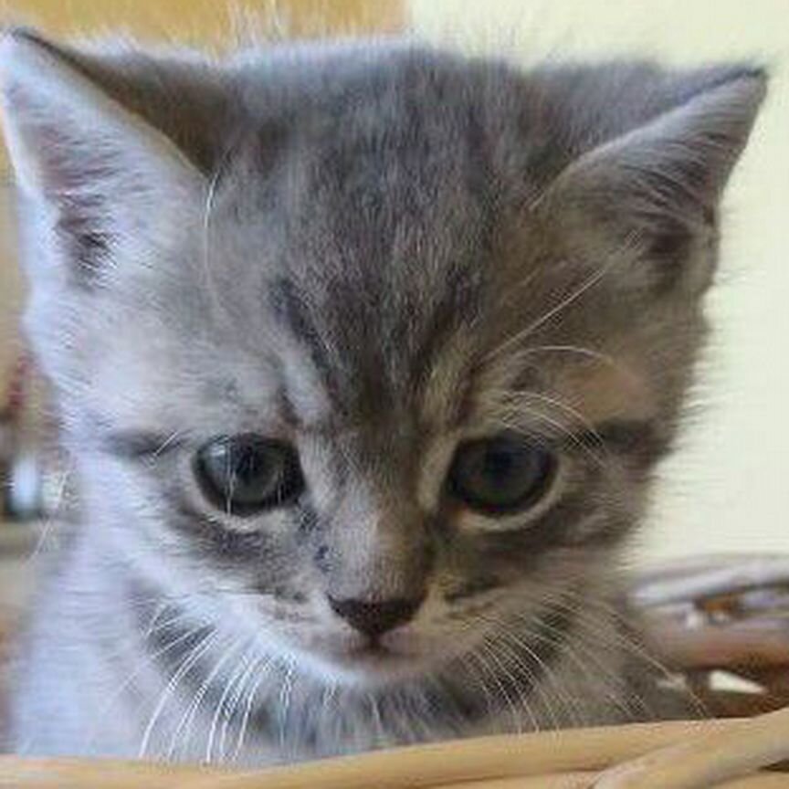 Продам британского котенка