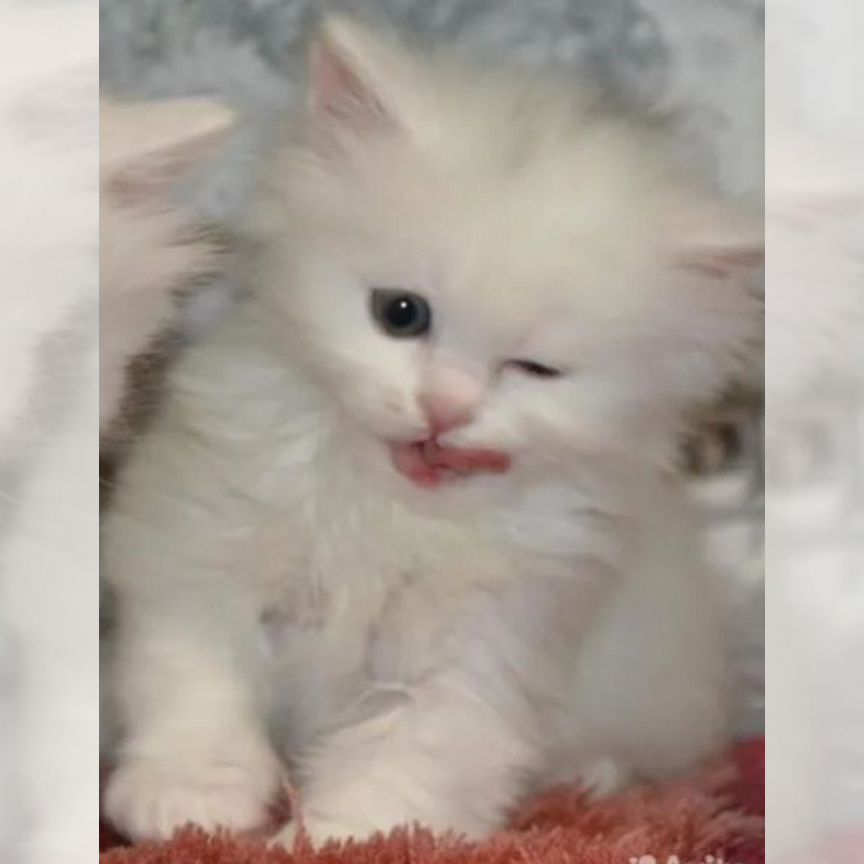 Турецкая ангора котёнок