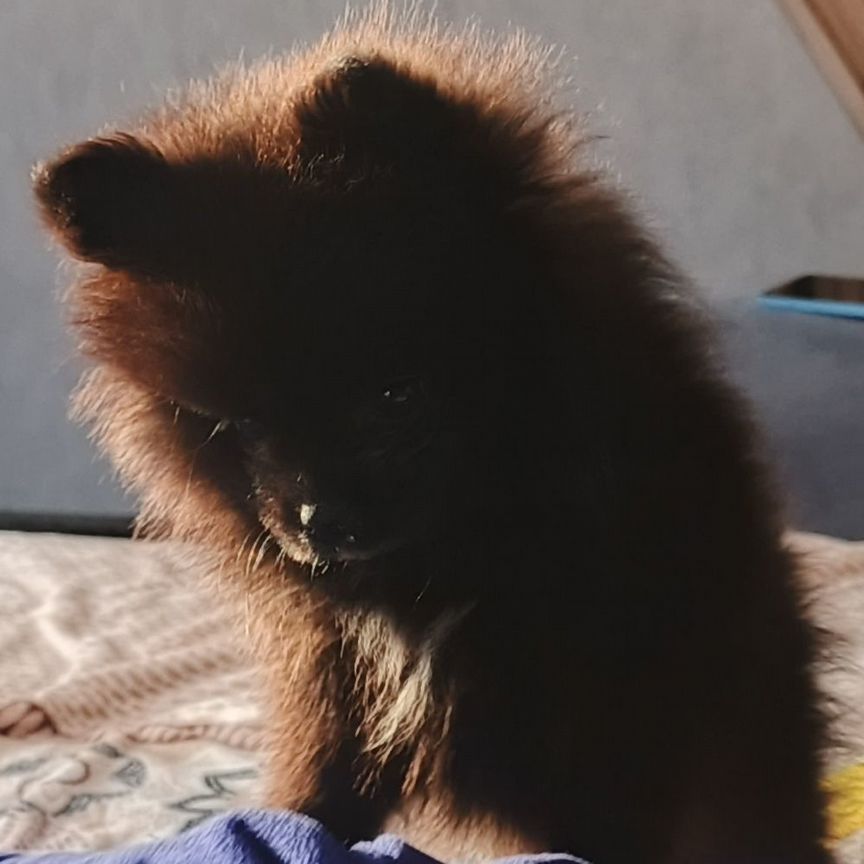 Померанский шпиц, щенок