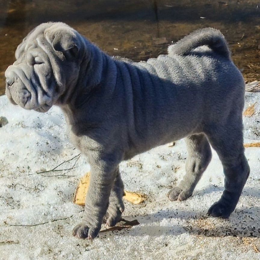 Шарпей, щенок