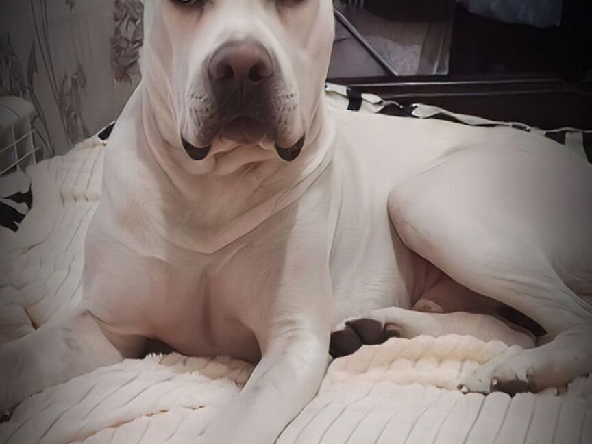 Кобель вязка кане корсо