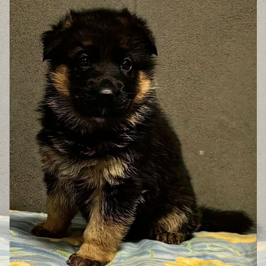 Немецкая овчарка, щенок