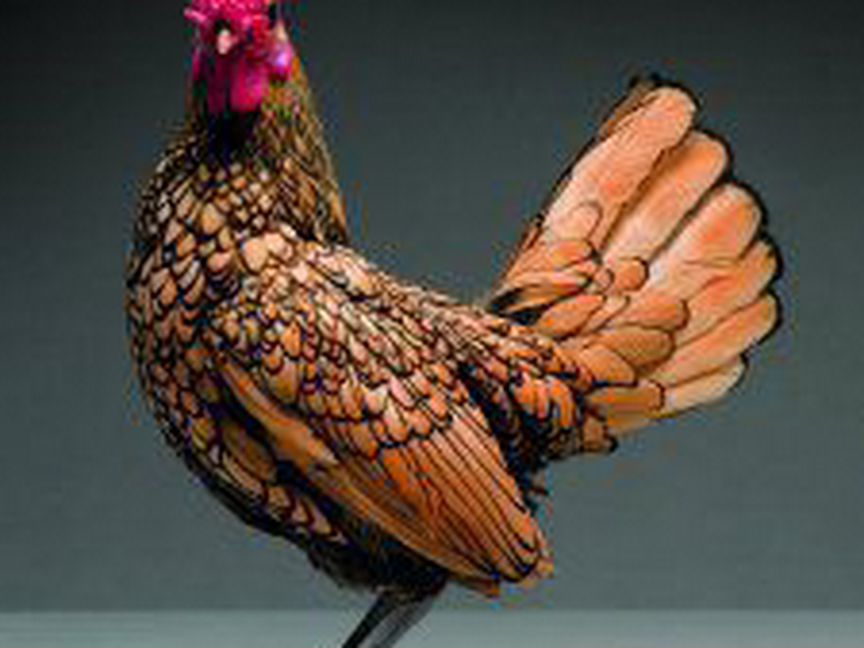 Золотой сибрайт