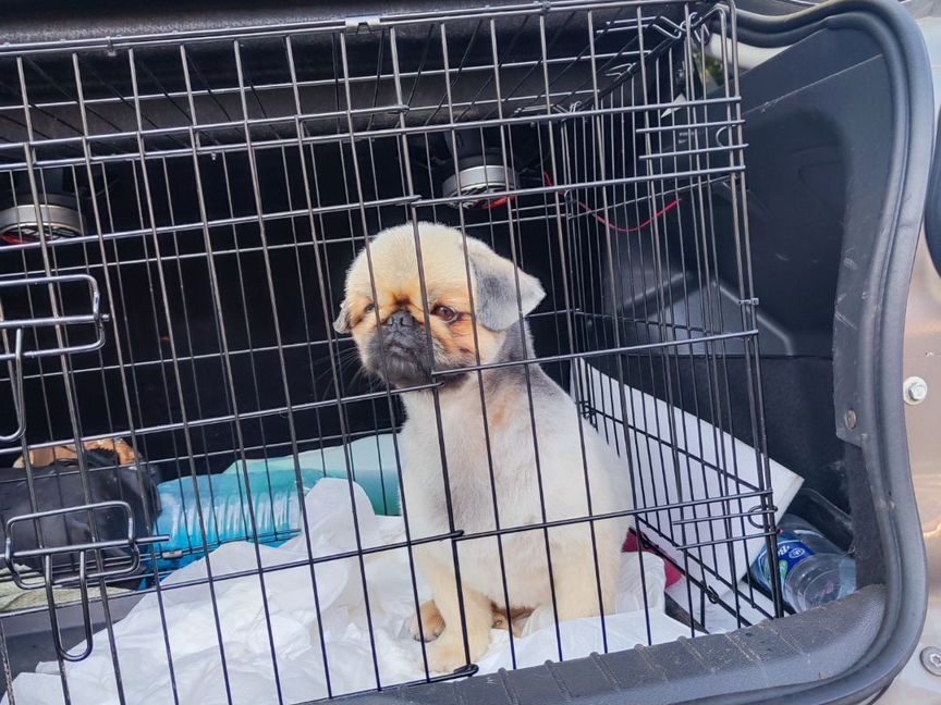 Отдам бесплатно пекинес