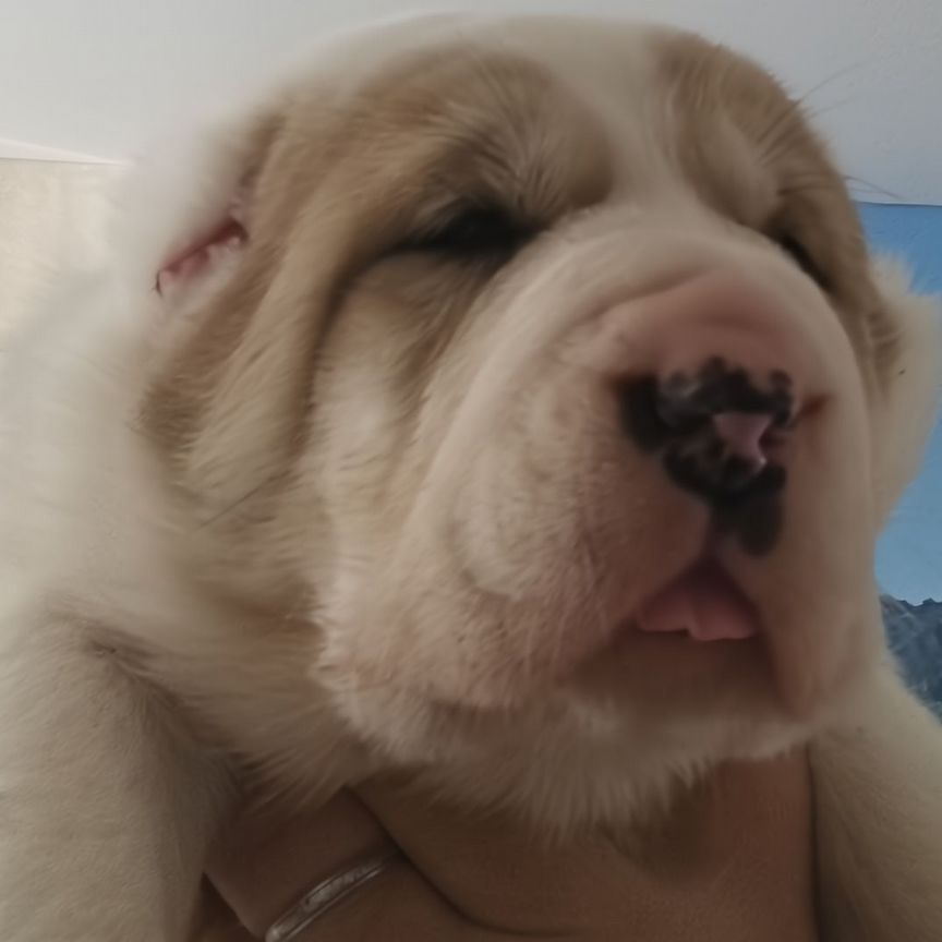 Среднеазиатская овчарка, щенок