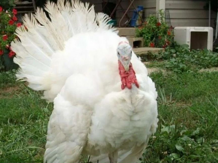 Инкубационное яйцо индейки