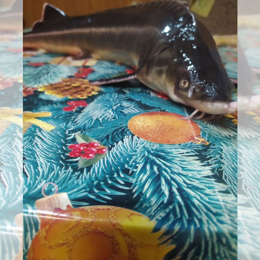 Свежая рыба