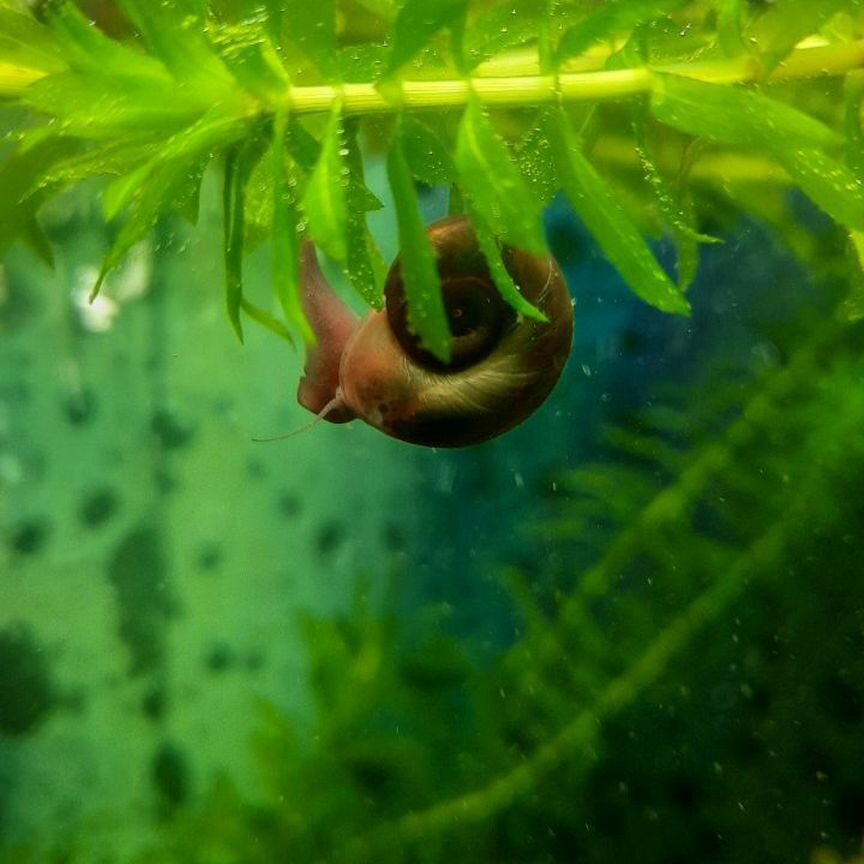 Улитки Катушки бесплатно