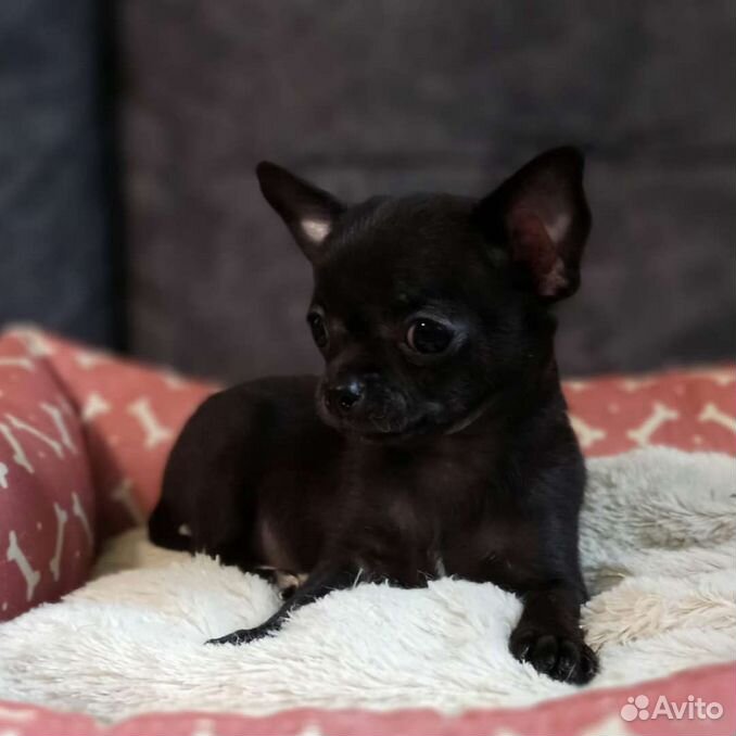 Мини чёрный мальчик чихуахуа