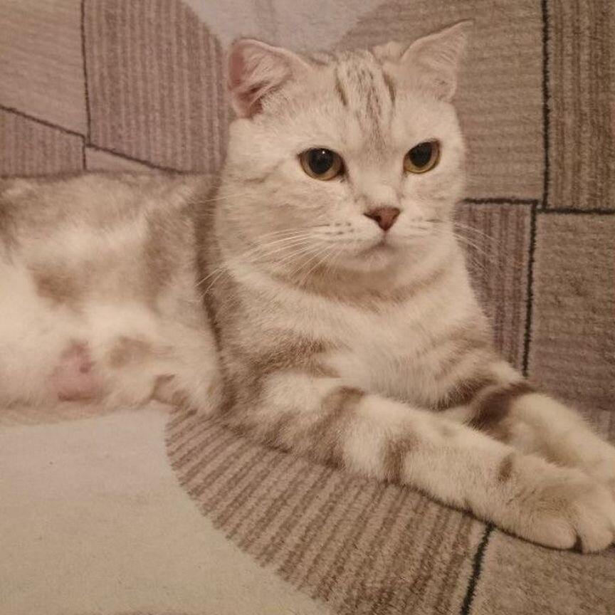 Продам вислоухих шотландских котят