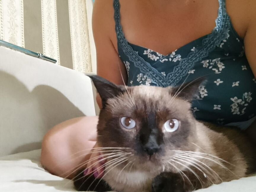 Невероятно умный сиамский кот Тихон ищет дом