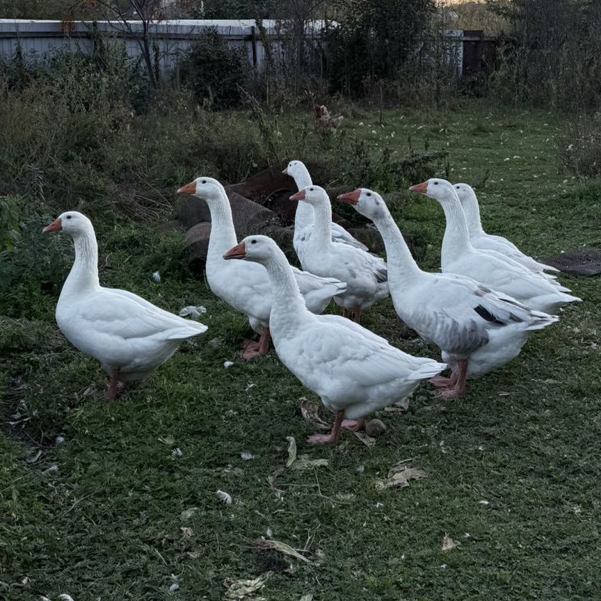 Гуси