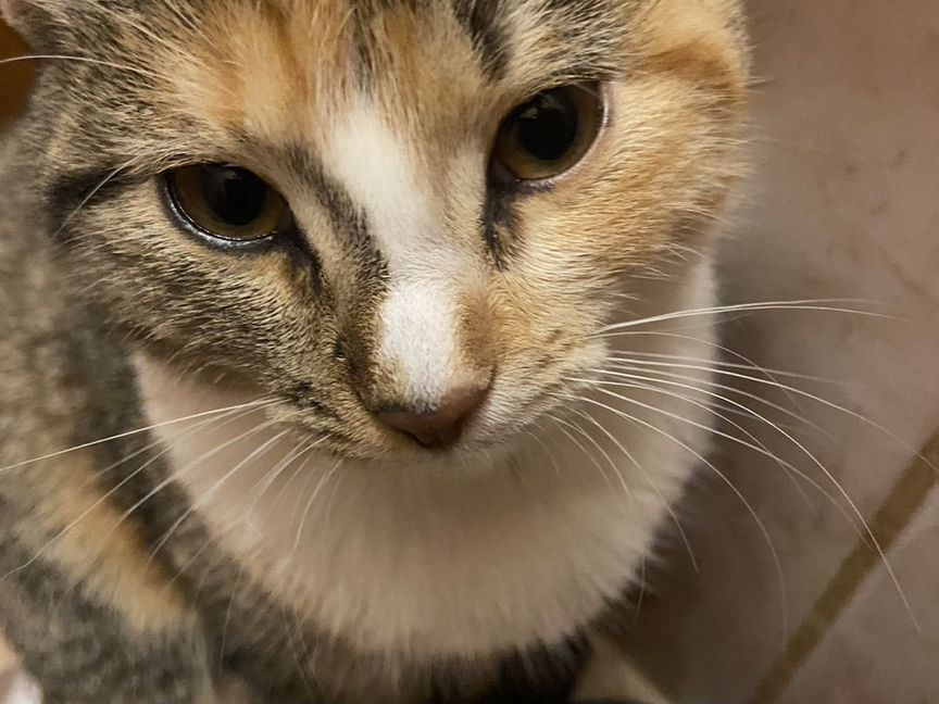 Кошка в дар бесплатно